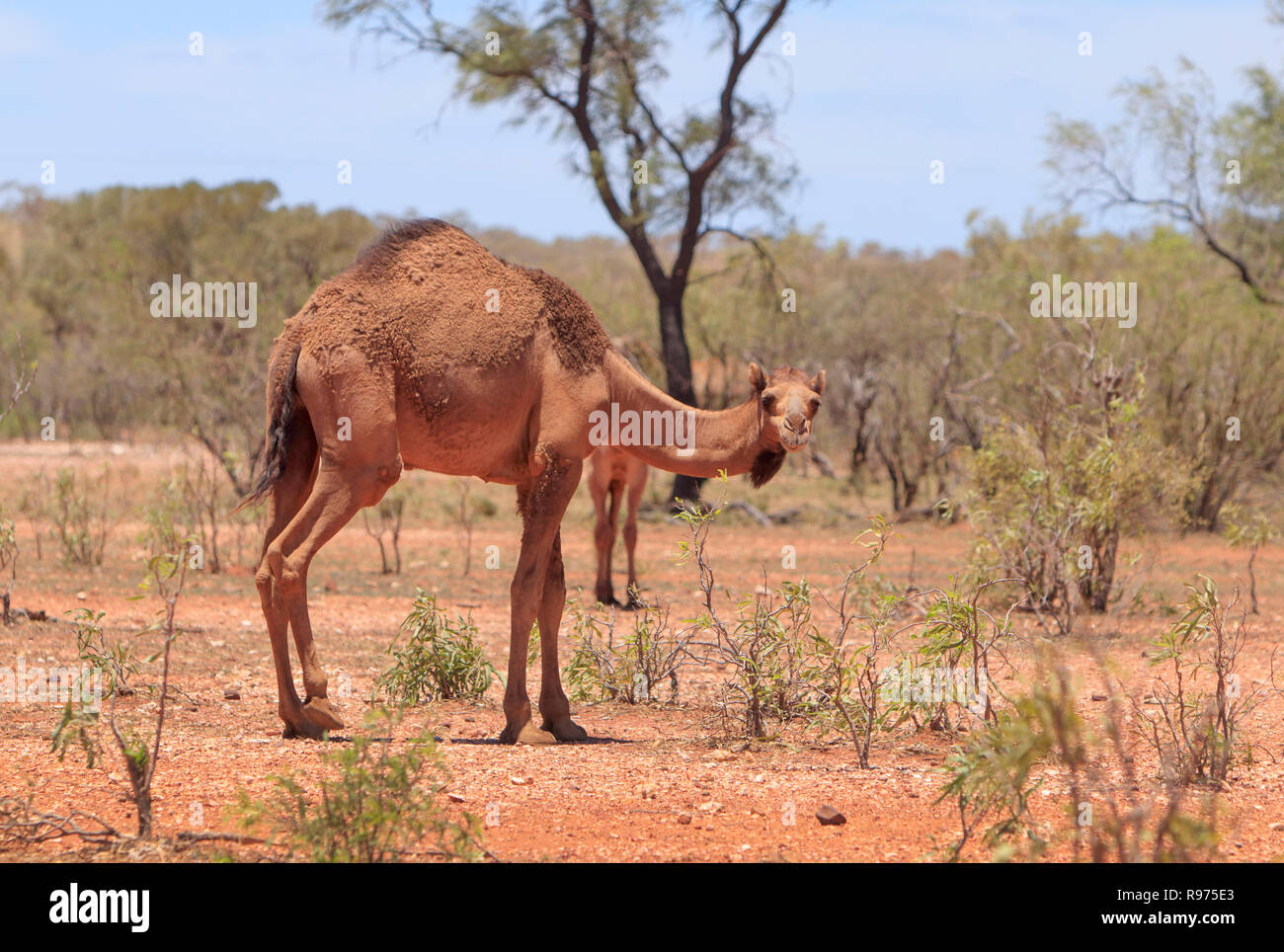 A feral camel, Camelus dromedarius, in outback western Queensland ...