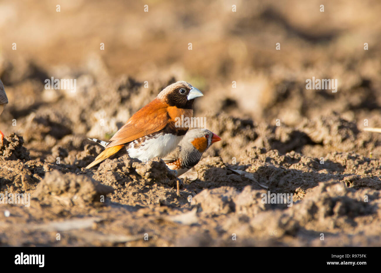Chestnut Finch, Lonchura castaneothorax, near Mount Isa, Western ...