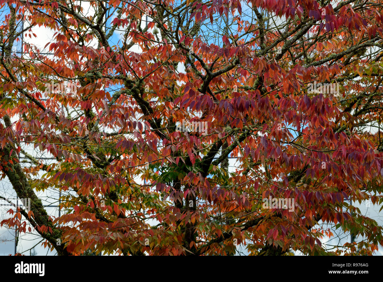 Purple autumn ash hi-res stock photography and images - Alamy