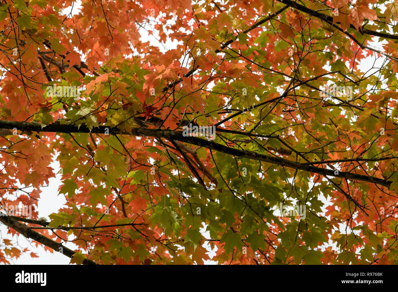 Maple tree branch with turning leaves in autumn Stock Photo - Alamy