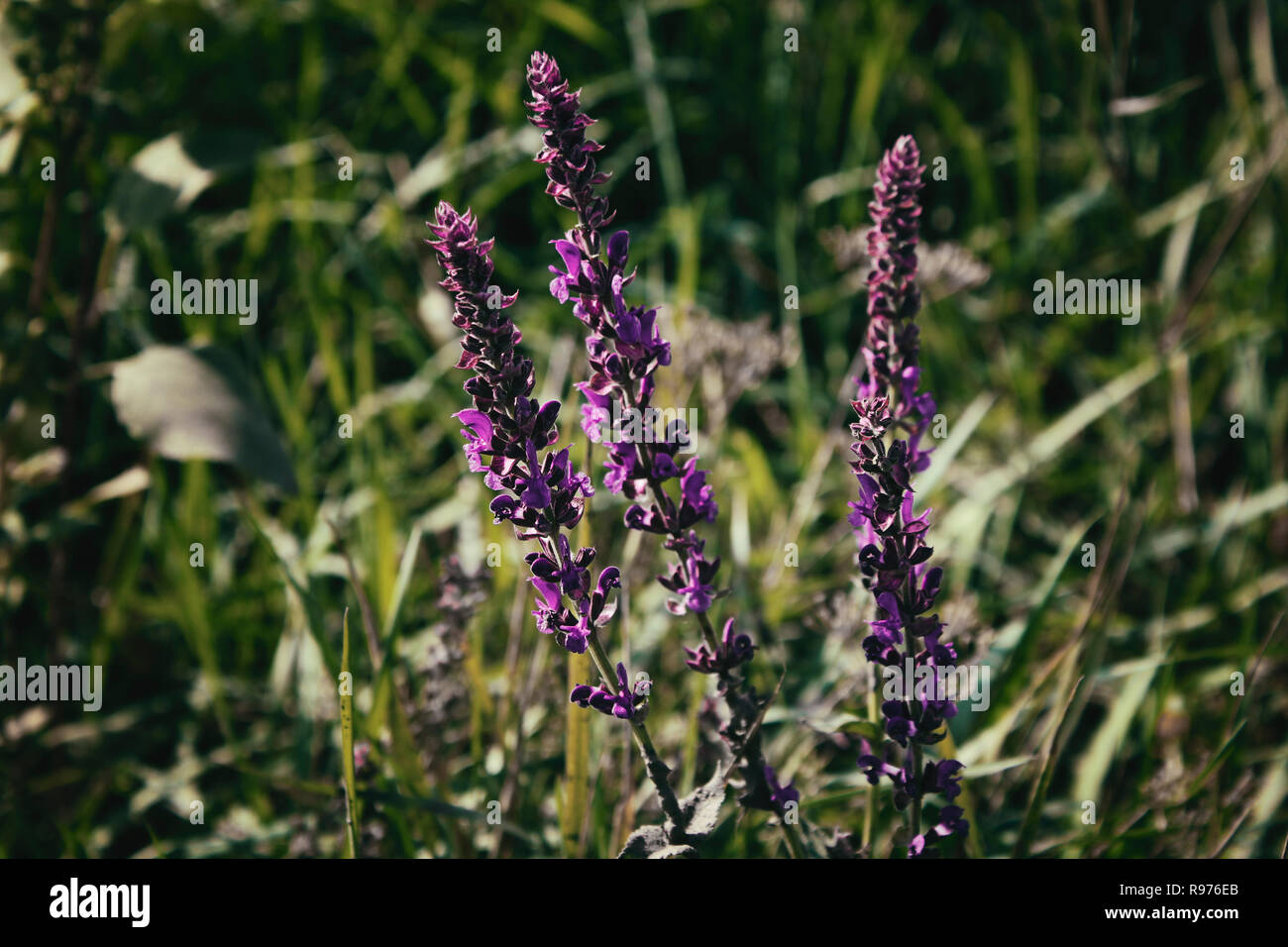 Salvia pratensis. Meadow clary . Meadow sage. Honey plant Stock Photo ...