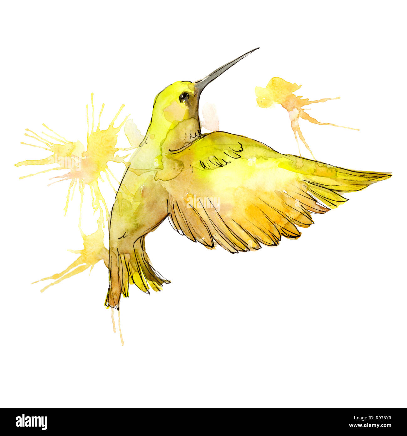 Yellow colibri in a wildlife watercolor background illustration set ...