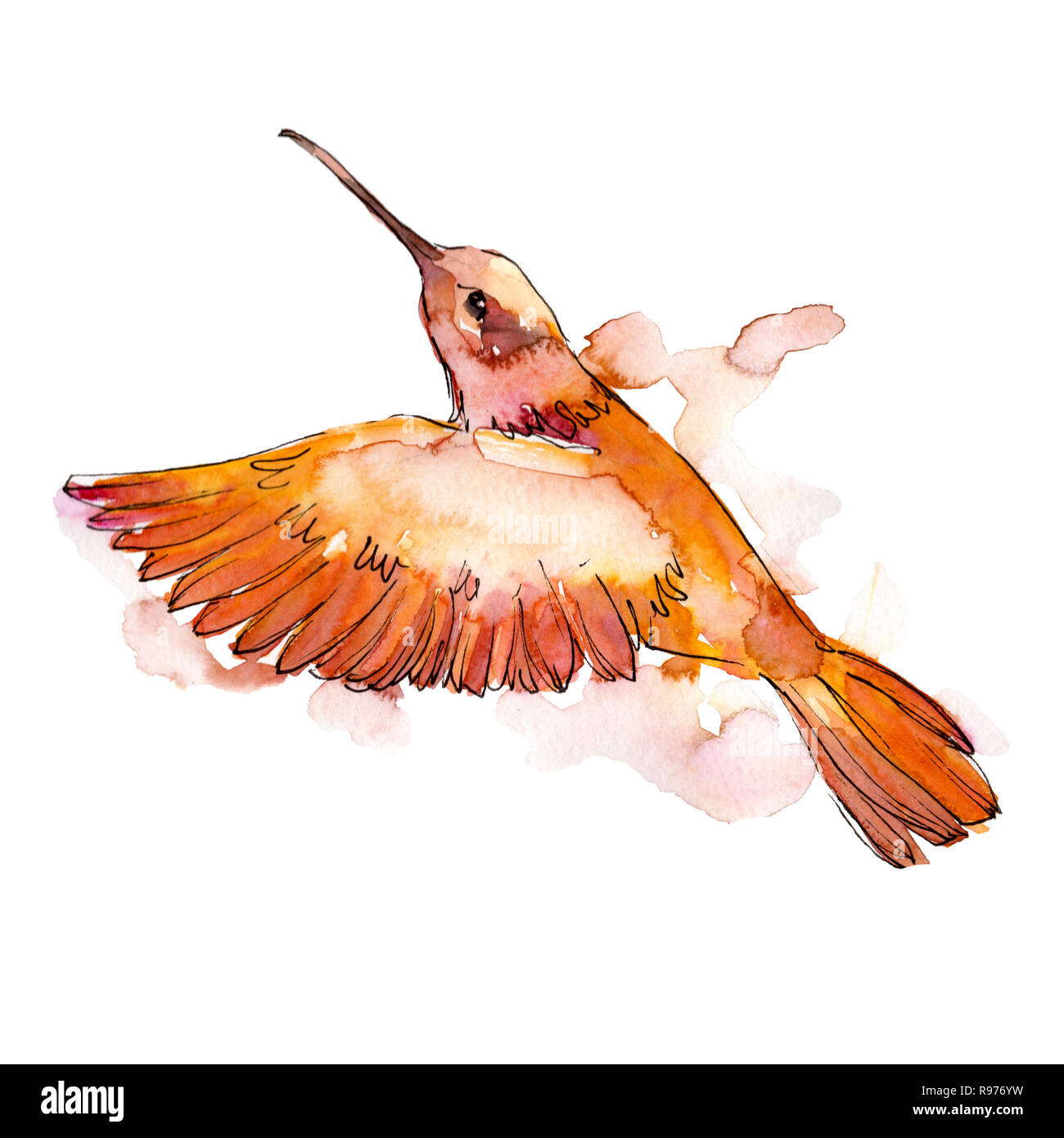 Orange colibri in a wildlife. Watercolor background illustration set ...