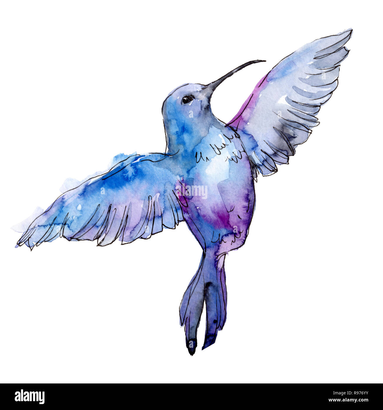 Blue colibri in a wildlife. Watercolor background illustration set ...
