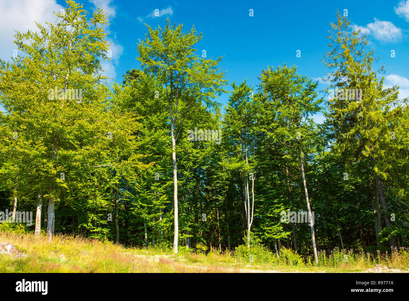 margin of the beech forest. lovely nature scenery in summertime Stock ...
