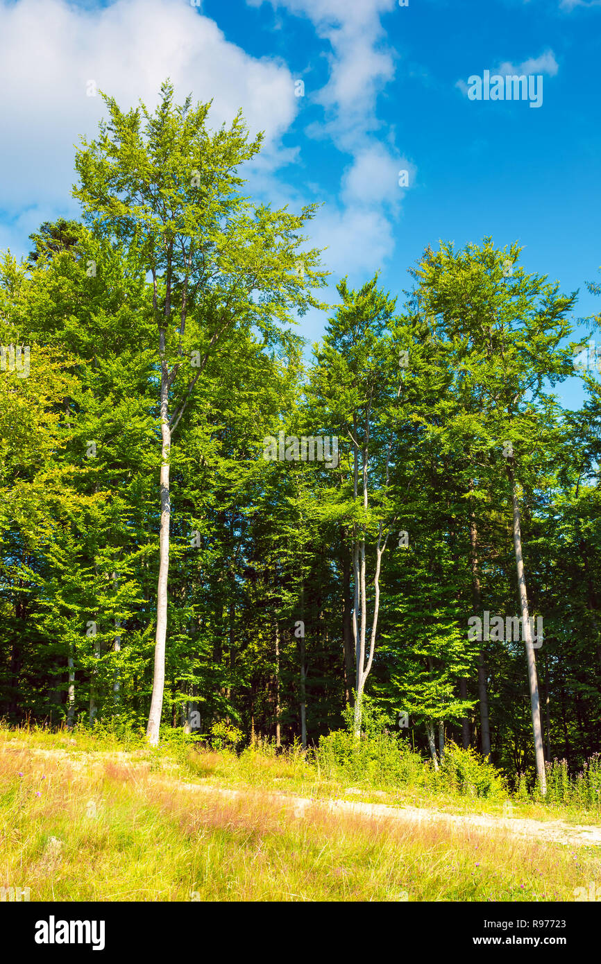 margin of the beech forest. lovely nature scenery in summertime Stock ...