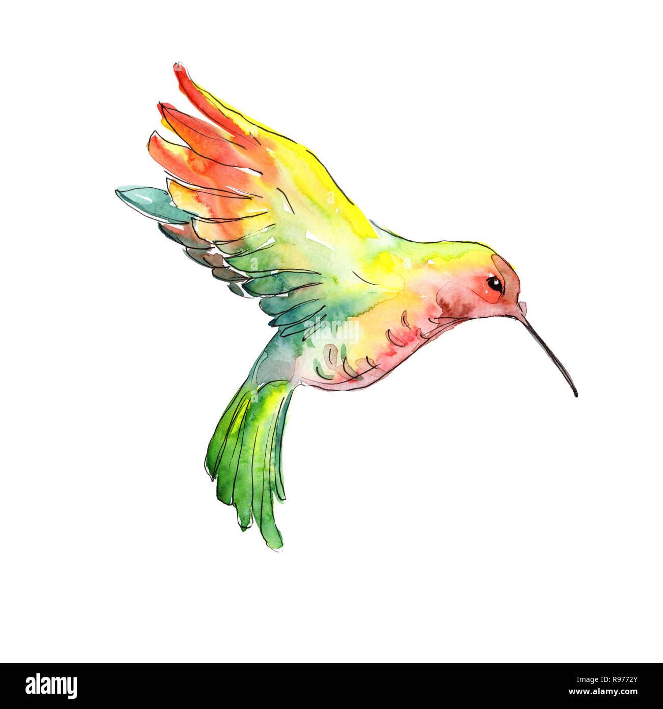 Yellow green colibri in a wildlife. Watercolor background illustration ...