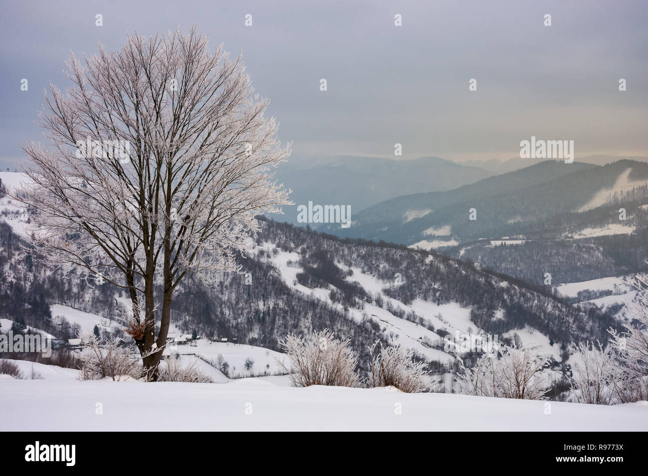Gloomy weather tree hi-res stock photography and images - Alamy