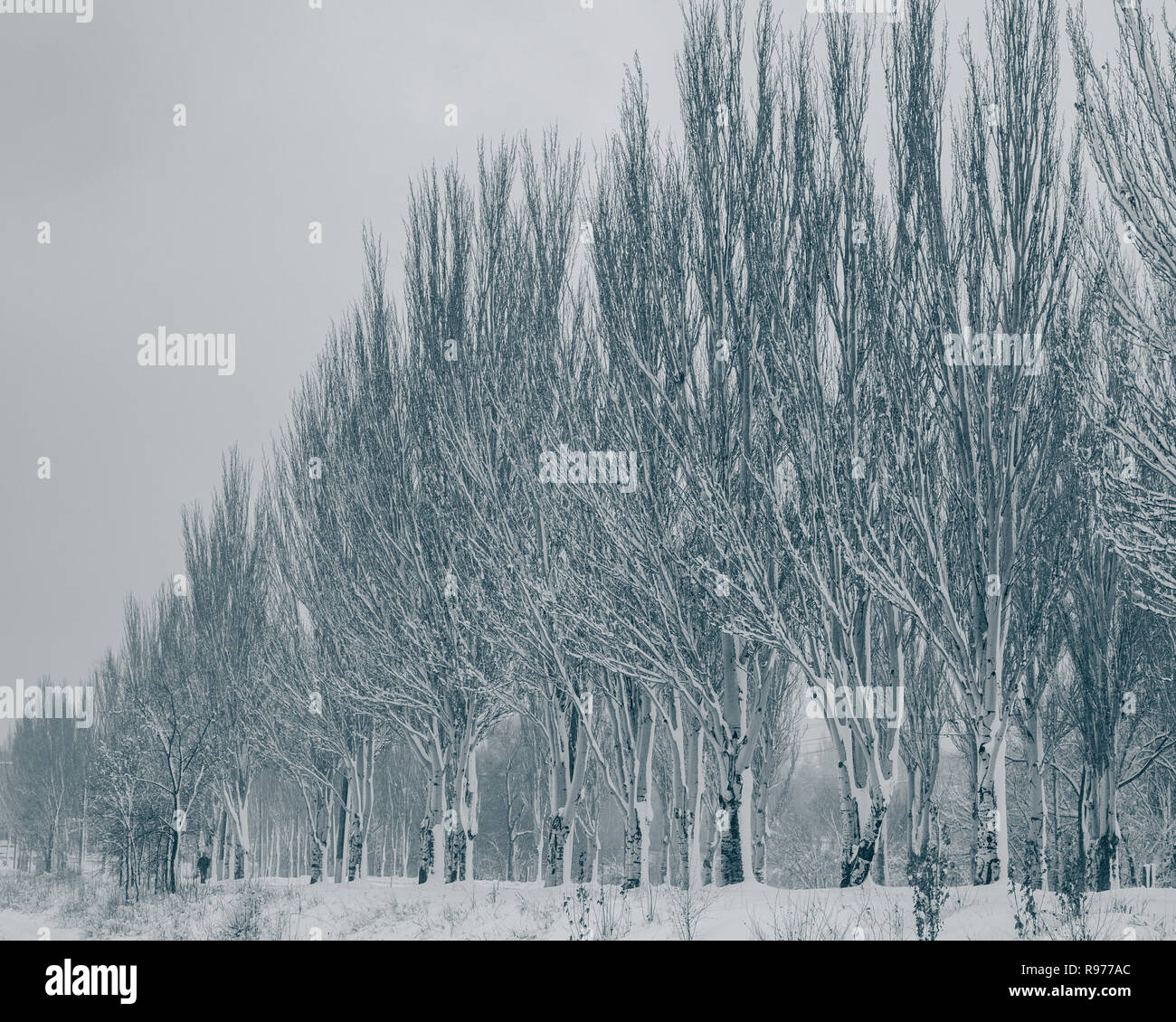 silver poplar trees covered with snow on the street. Winter landscape ...