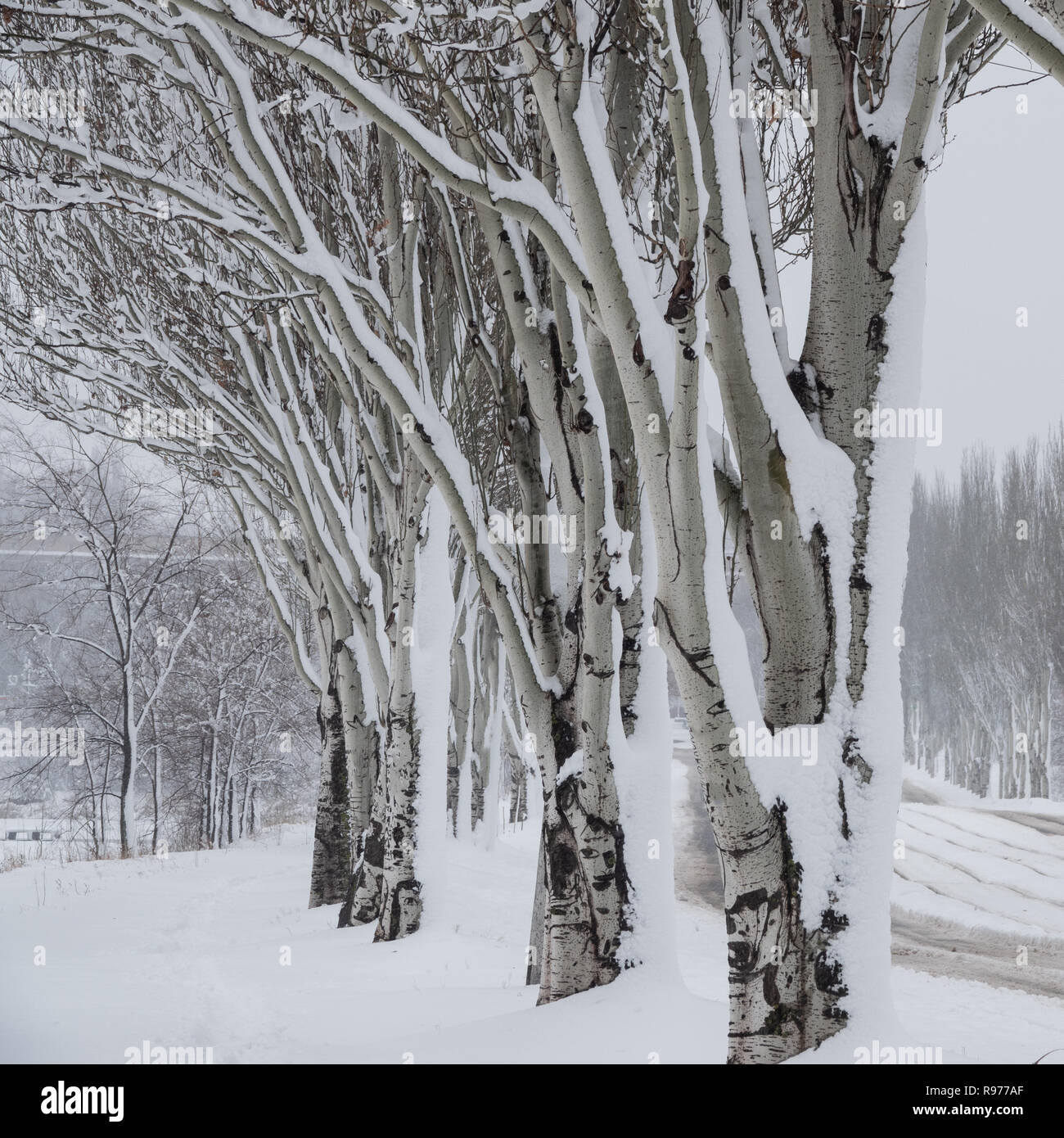 silver poplar trees covered with snow on the street. Winter landscape ...