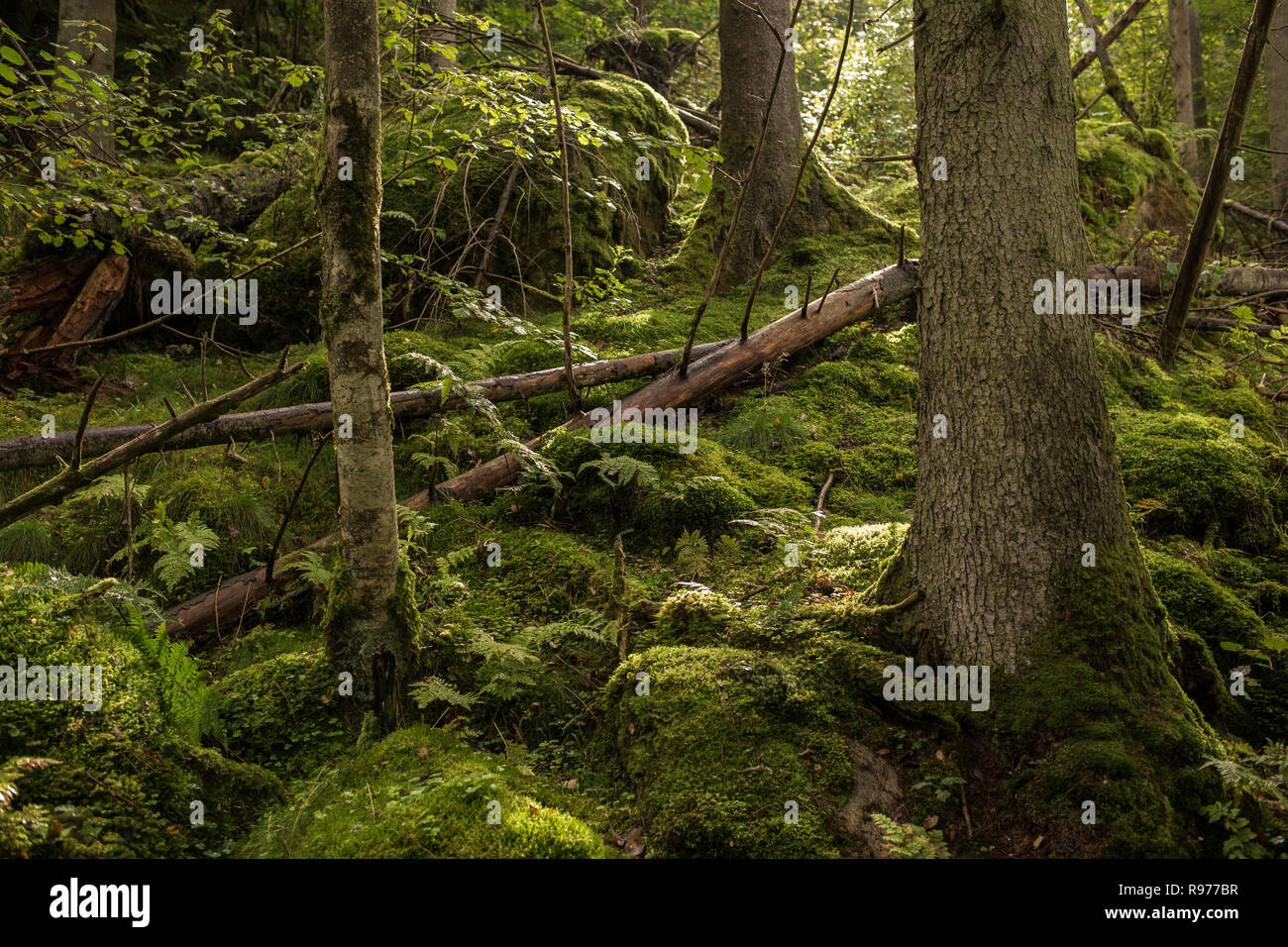 Mossy Forest High Resolution Stock Photography and Images - Alamy
