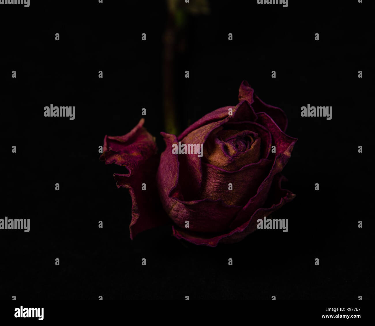 decaying Flower, Still life in studio, UK Stock Photo - Alamy