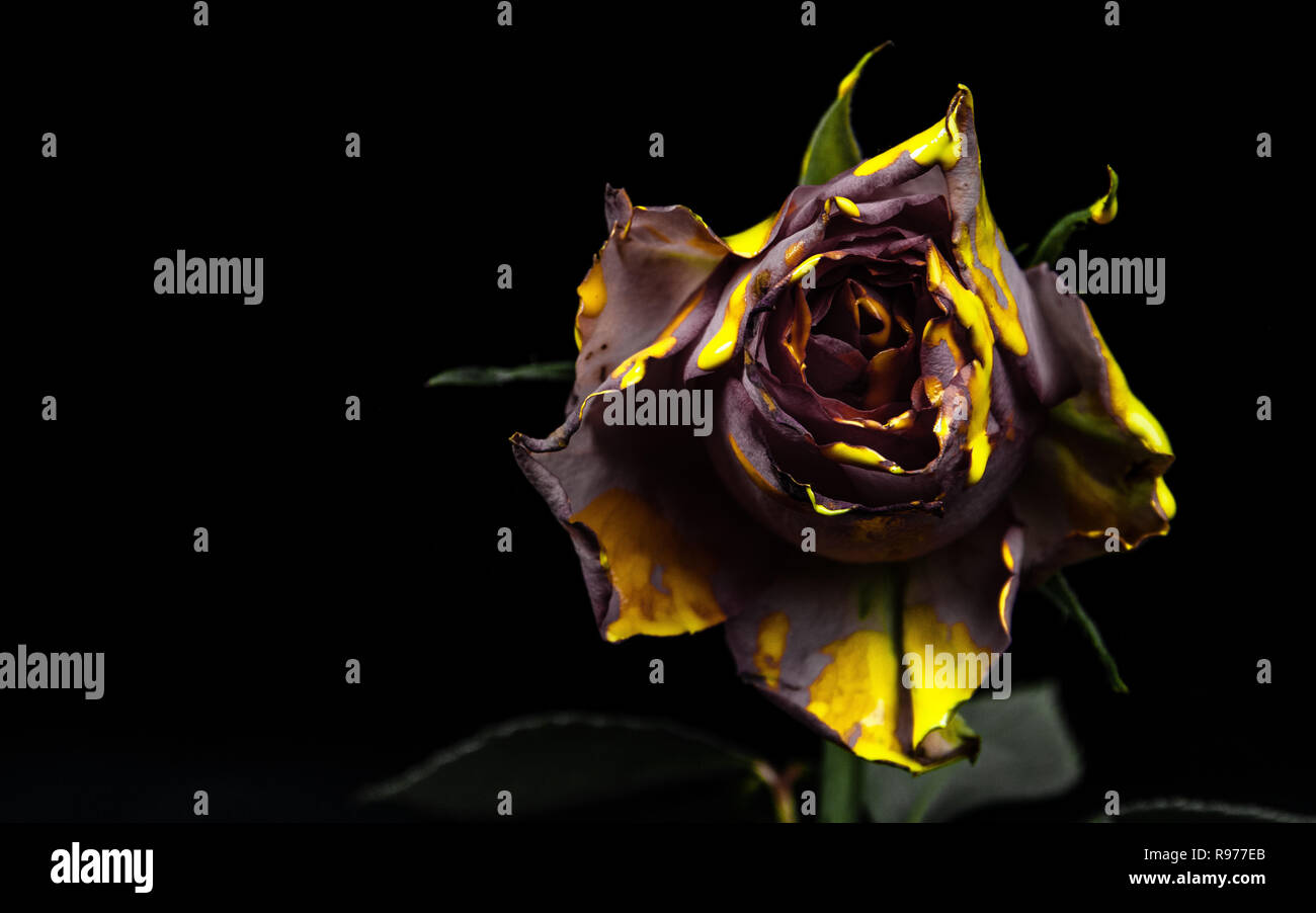 Rose petals withering hi-res stock photography and images - Alamy