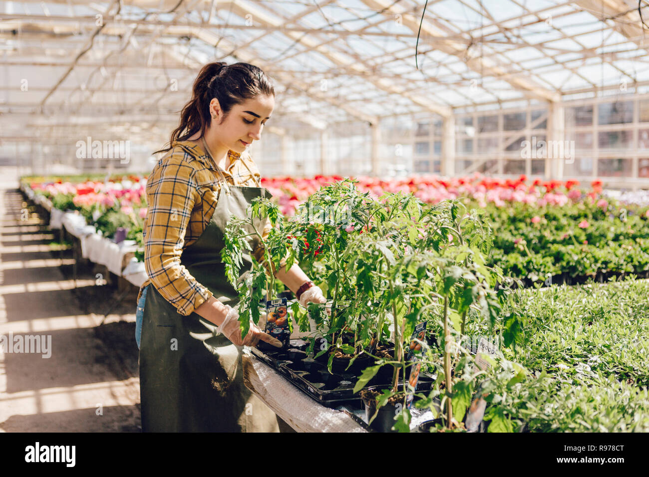 Garden centre worker checking plants Stock Photo - Alamy