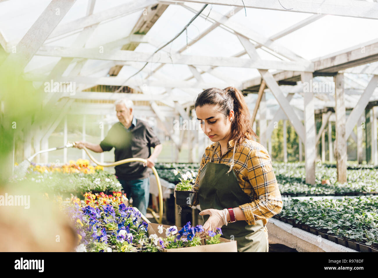 Gardener greenhouse watering plants hi-res stock photography and images ...