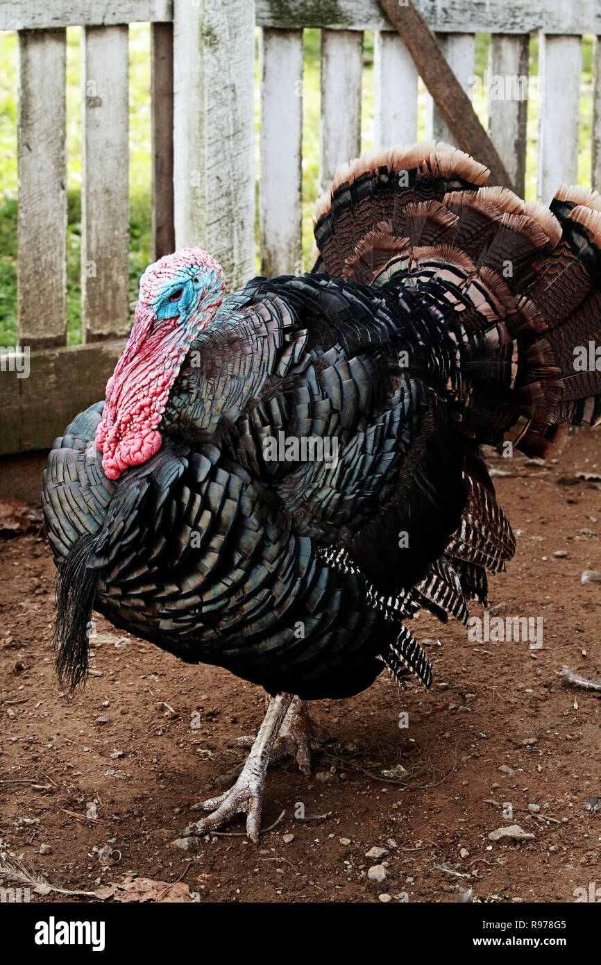 15814352 - closeup of a live male turkey inside a pin. extreme shallow ...