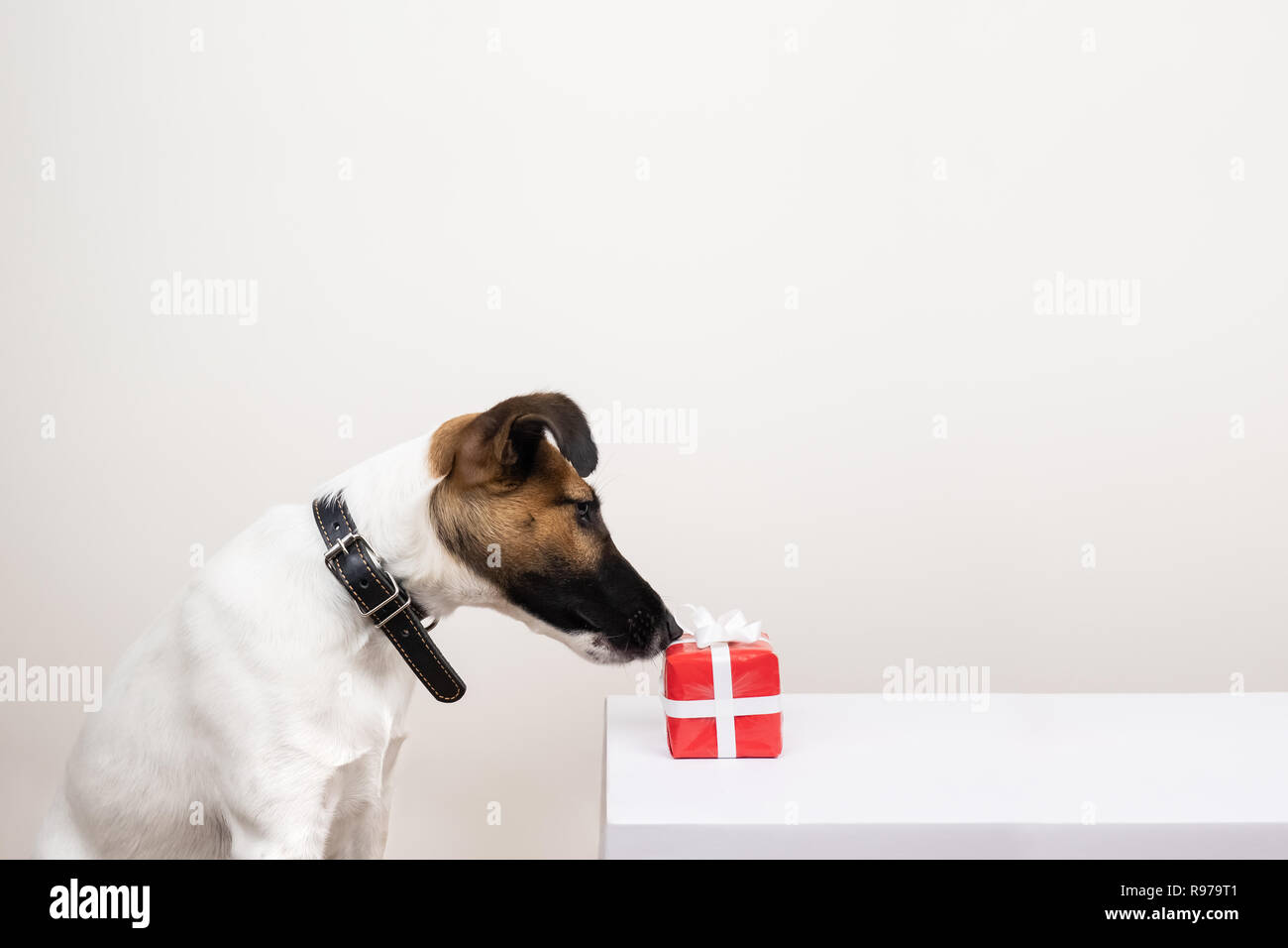 Cute fox terrier puppy and a gift box in simple studio background ...