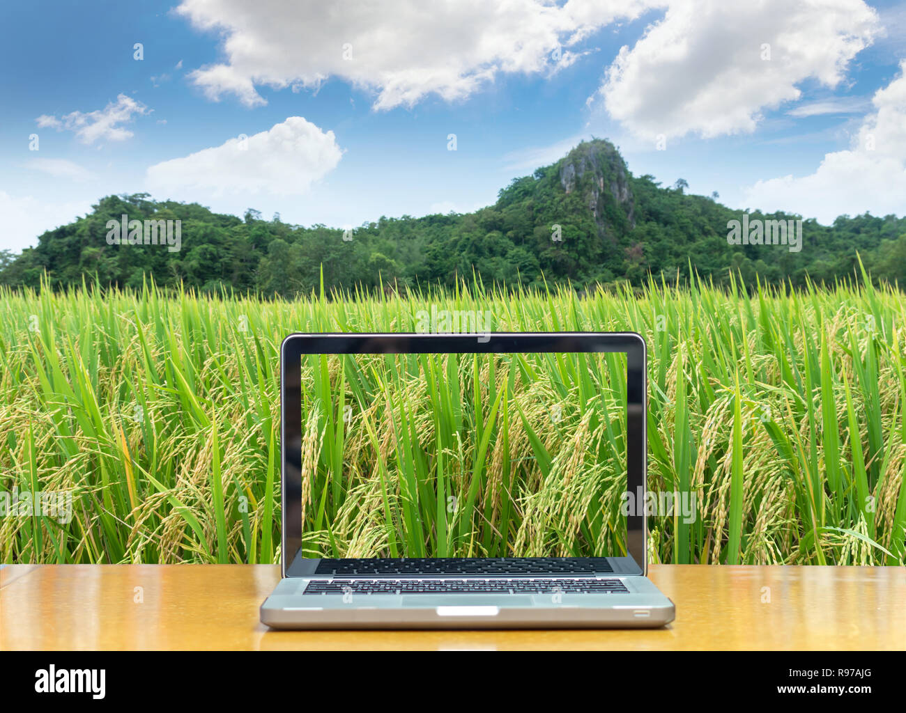 Conceptual image of a computer laptop on Rice field with mountain ...