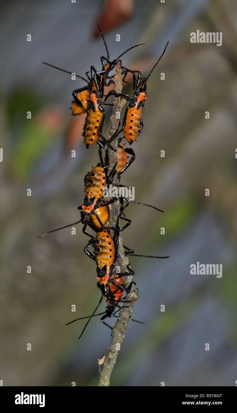 A group of Milkweed Assassin Bug nymphs gathered on the end of a stick ...