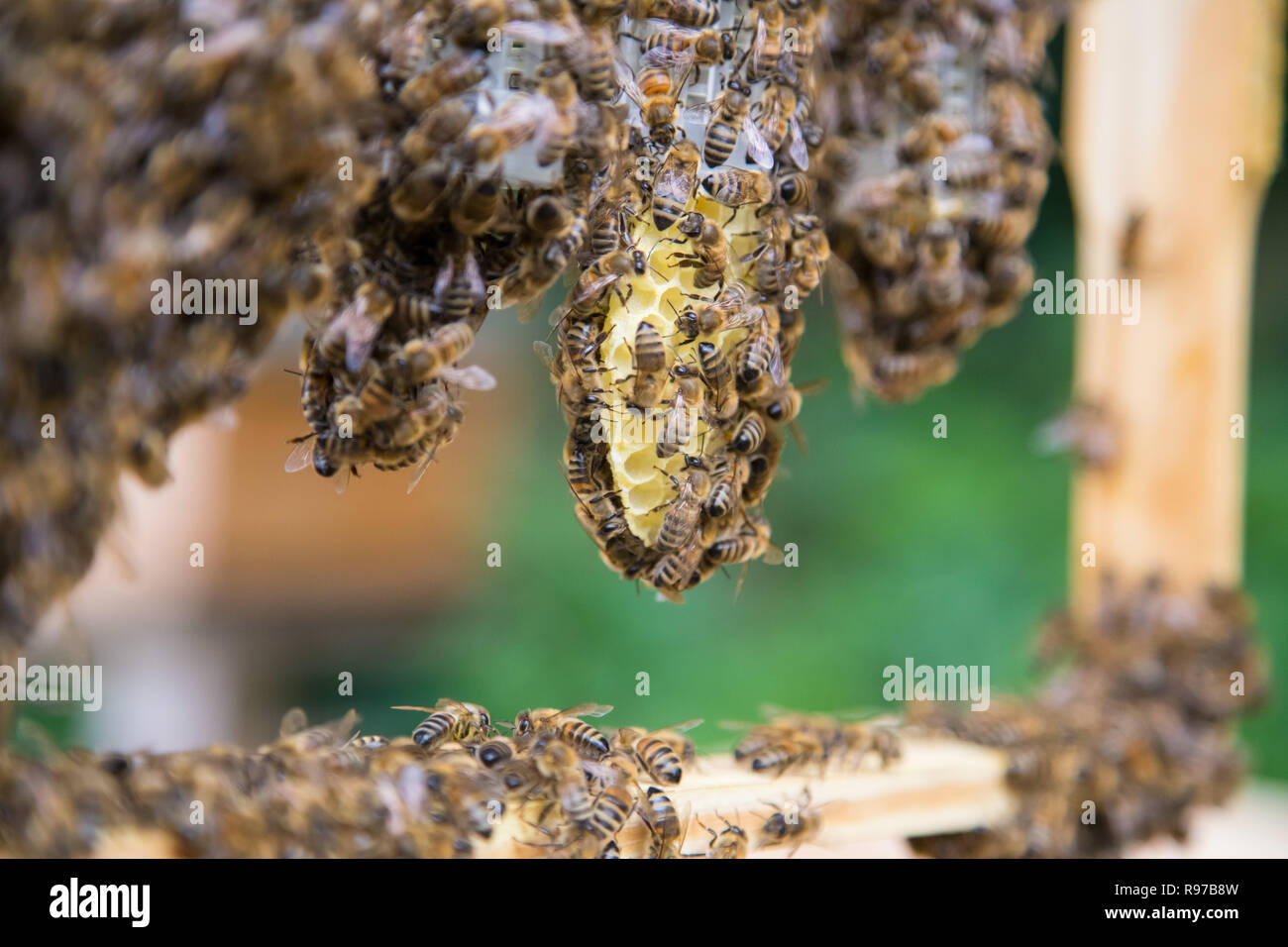 Queen honey bee hi-res stock photography and images - Alamy