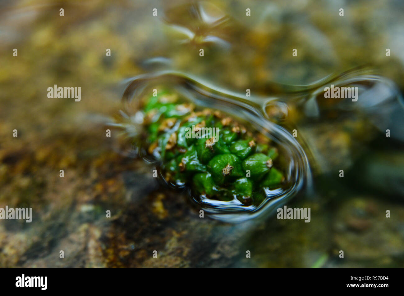 Green fruit floating in a stream Stock Photo - Alamy