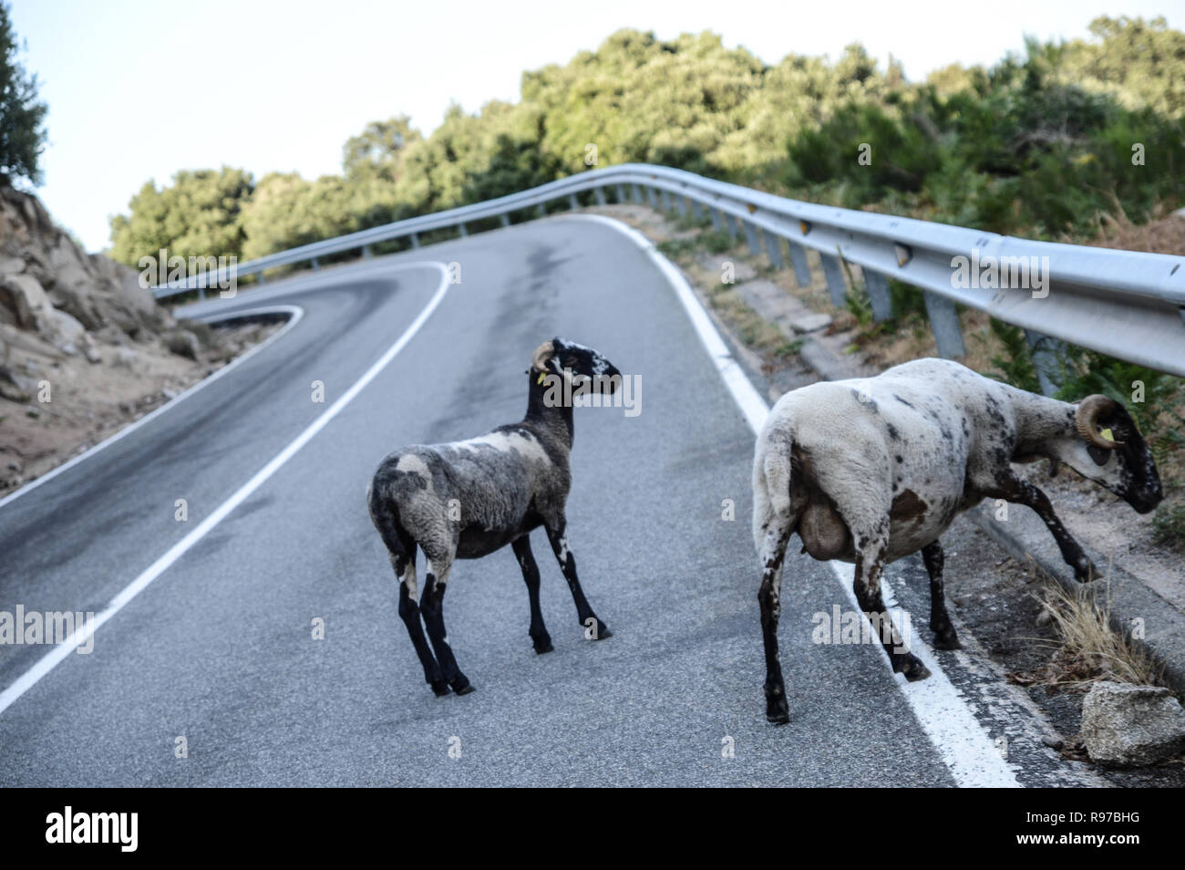 Alpine group mountain goats hi-res stock photography and images - Alamy