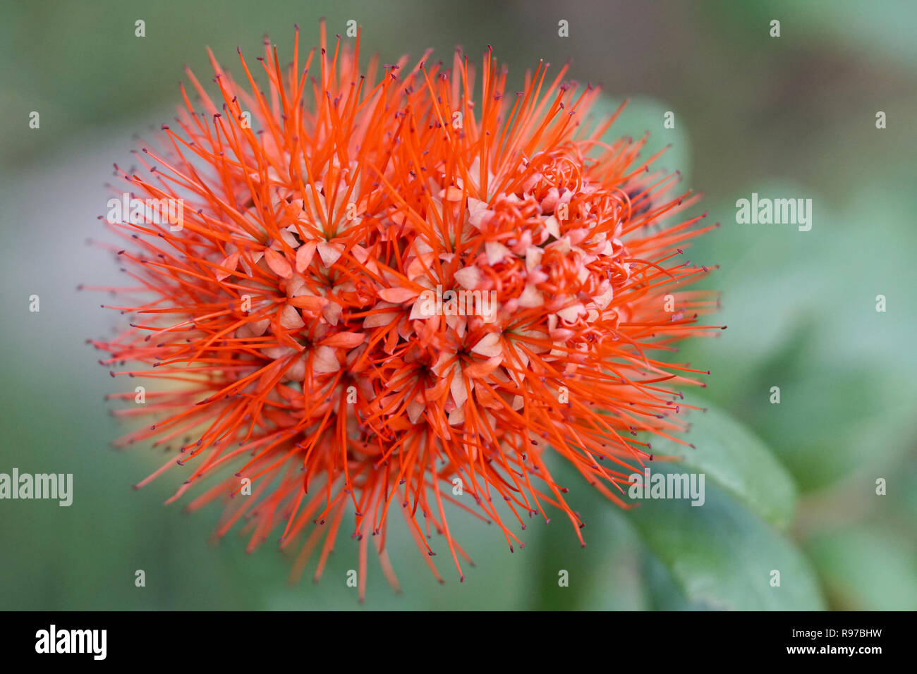 Red spike hi-res stock photography and images - Alamy