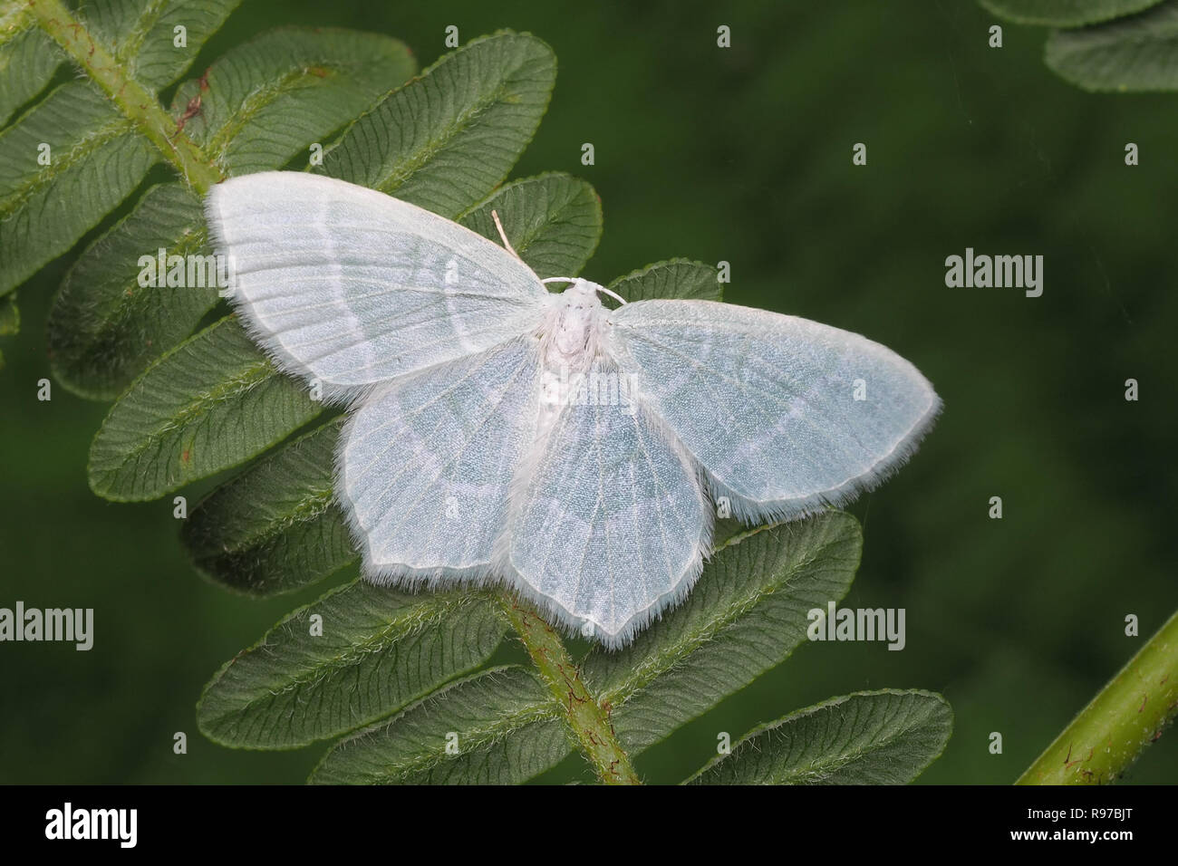 Little emerald moth hi-res stock photography and images - Alamy