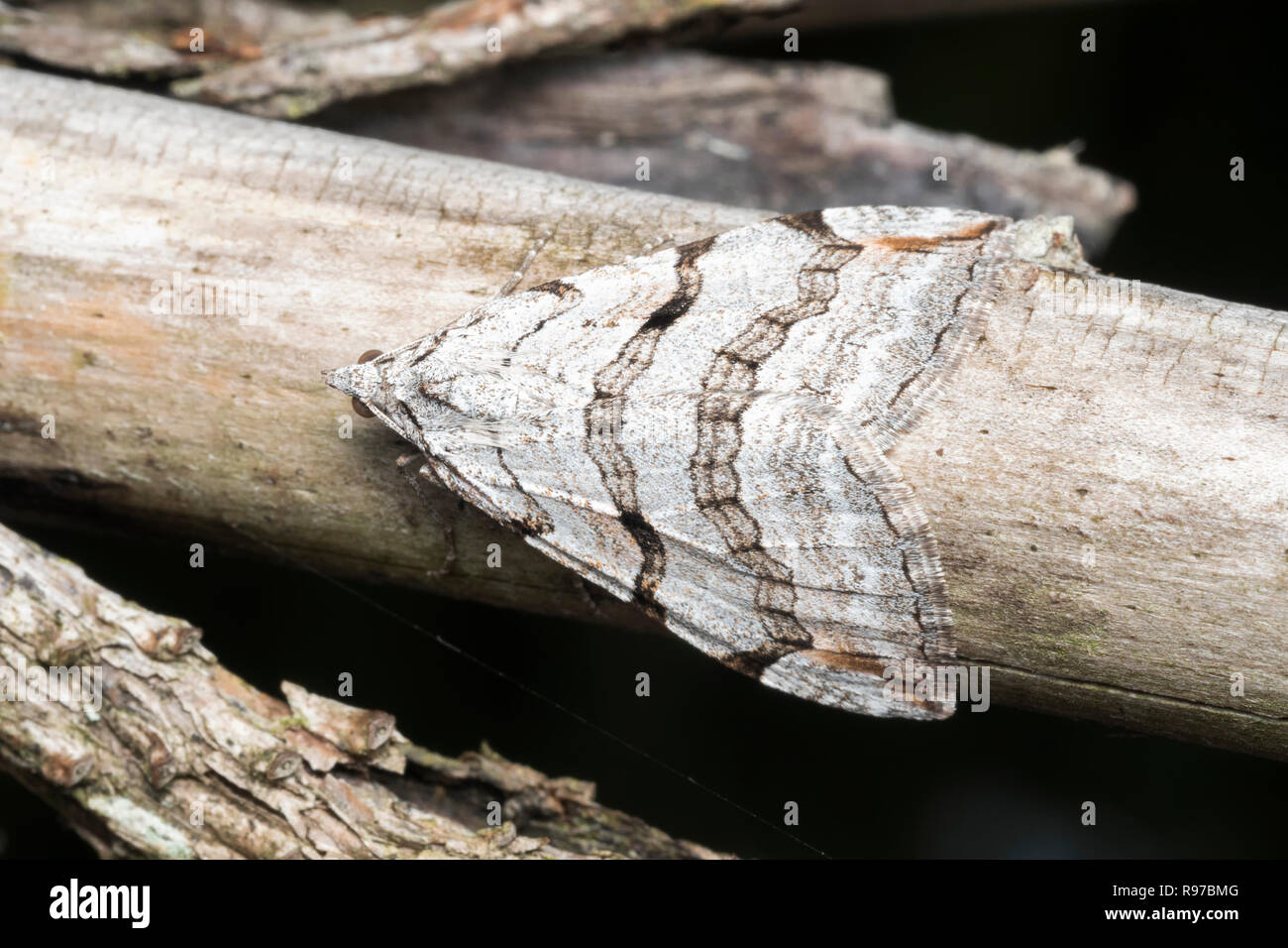 Treble-bar moth (Aplocera plagiata) resting on piece of wood. Tipperary ...