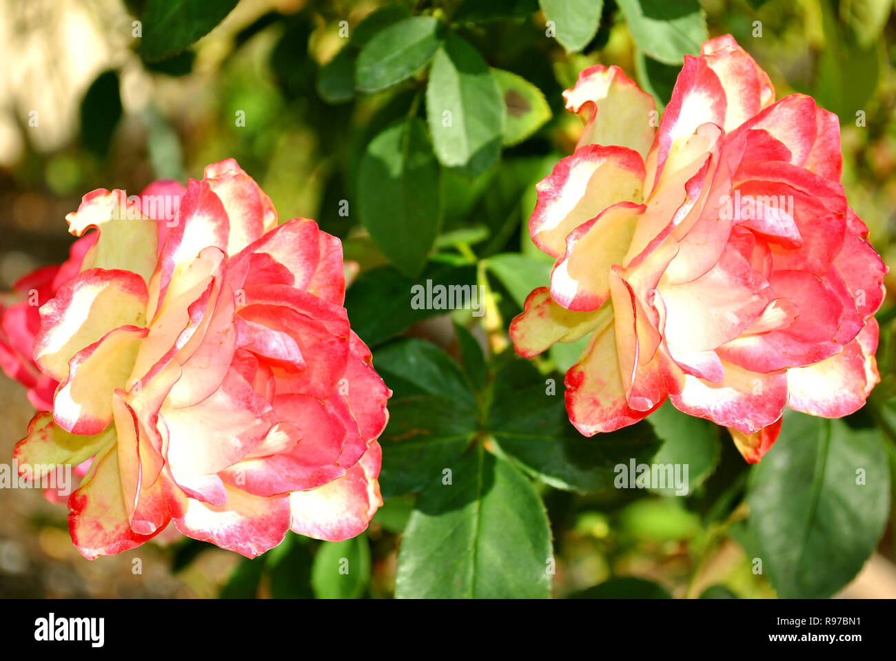 Rose Cherry Parfait flowers in Florida Botanical Garden Stock Photo - Alamy