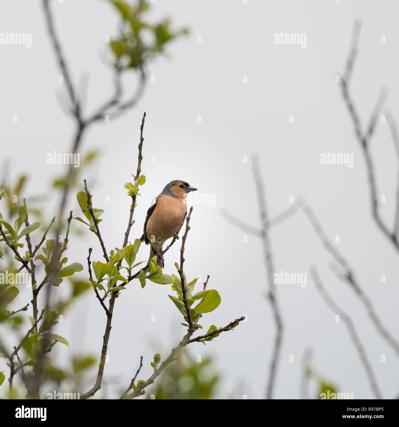 Male chaffinch (Fringilla coelebs) in full breeding colours resting in ...
