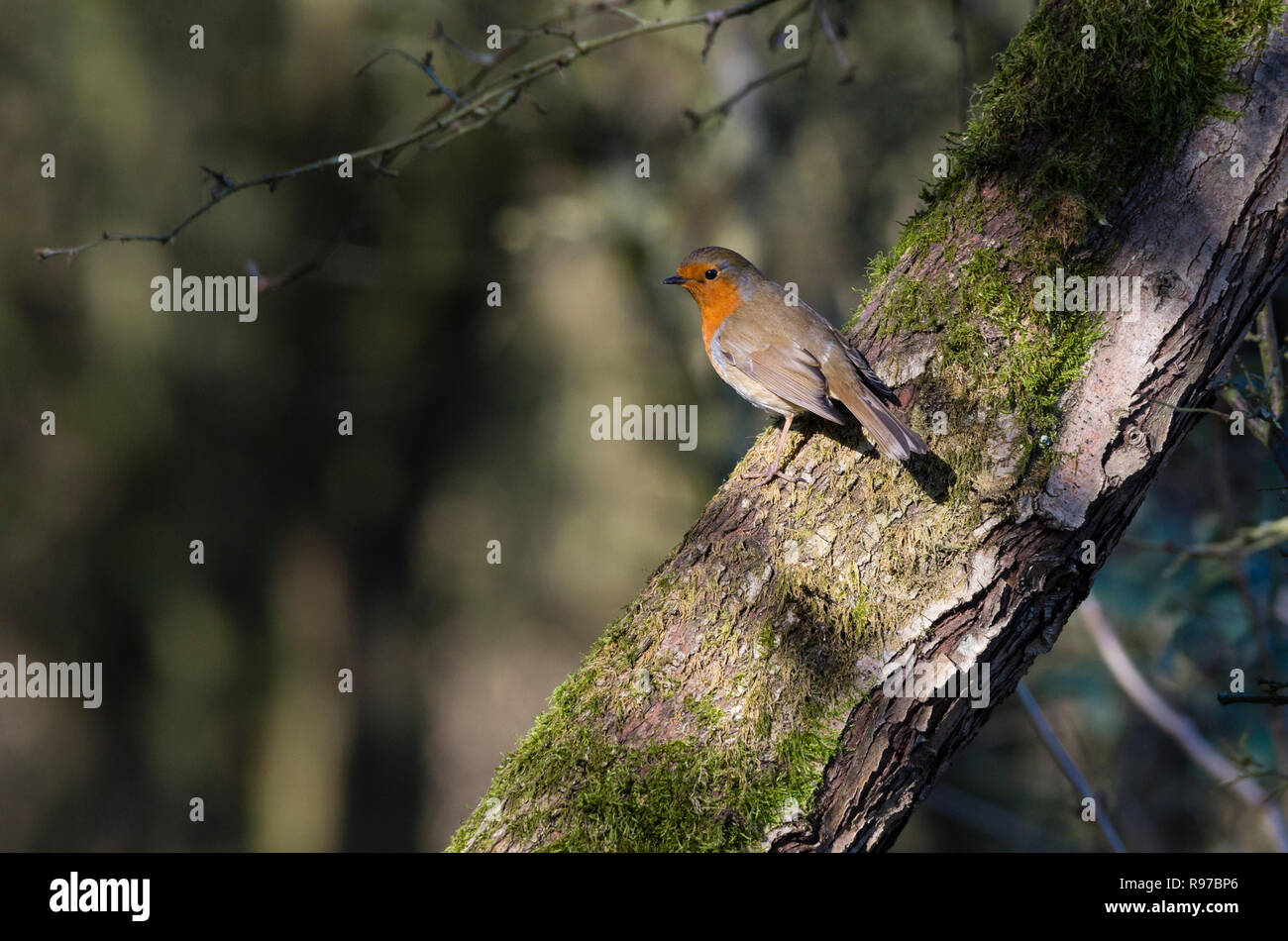 European robin (Erithacus rubecula) in dappled light in a woodland ...