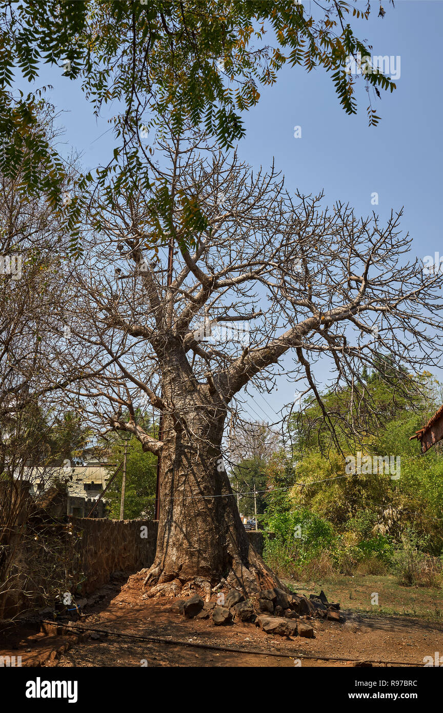 10-Mar-2016- Indian Tree Gorakh Chinch, also known as Baobab-Adansonia ...