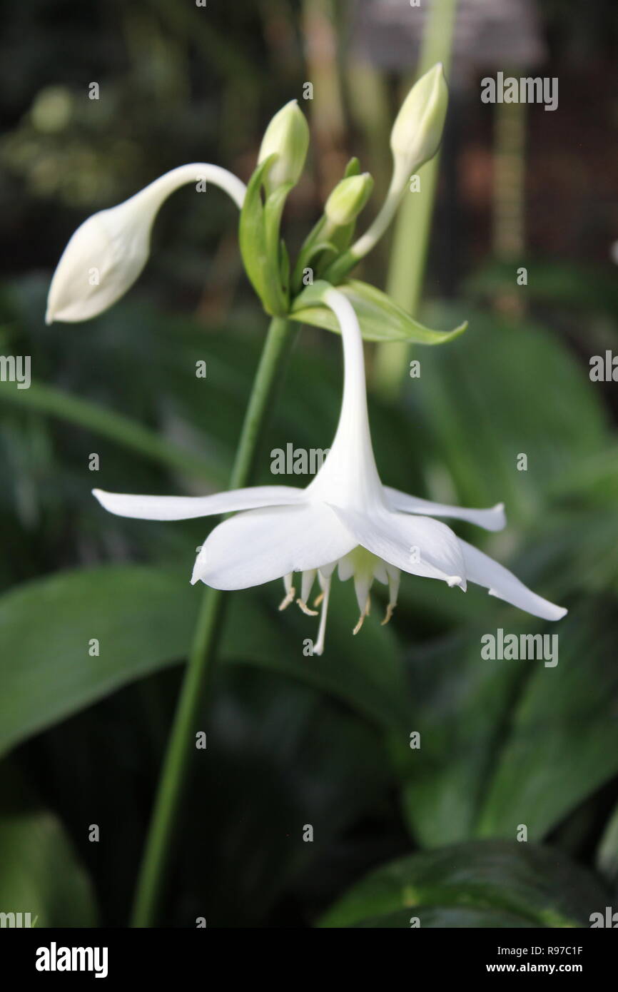Eucharis amazonica, Amazon Lily, beautiful white flowers growing in the ...