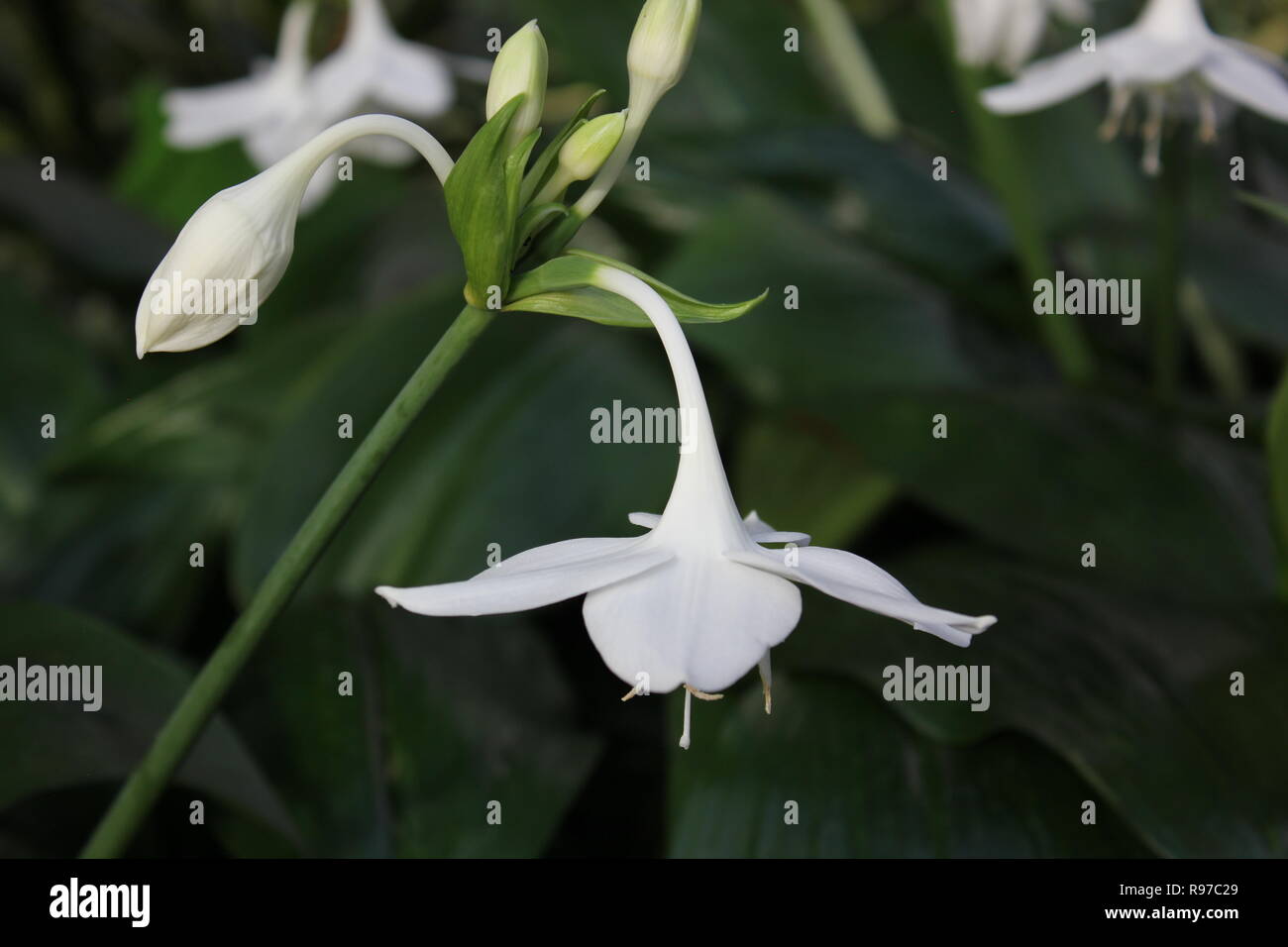Eucharis amazonica, Amazon Lily, beautiful white flowers growing in the ...