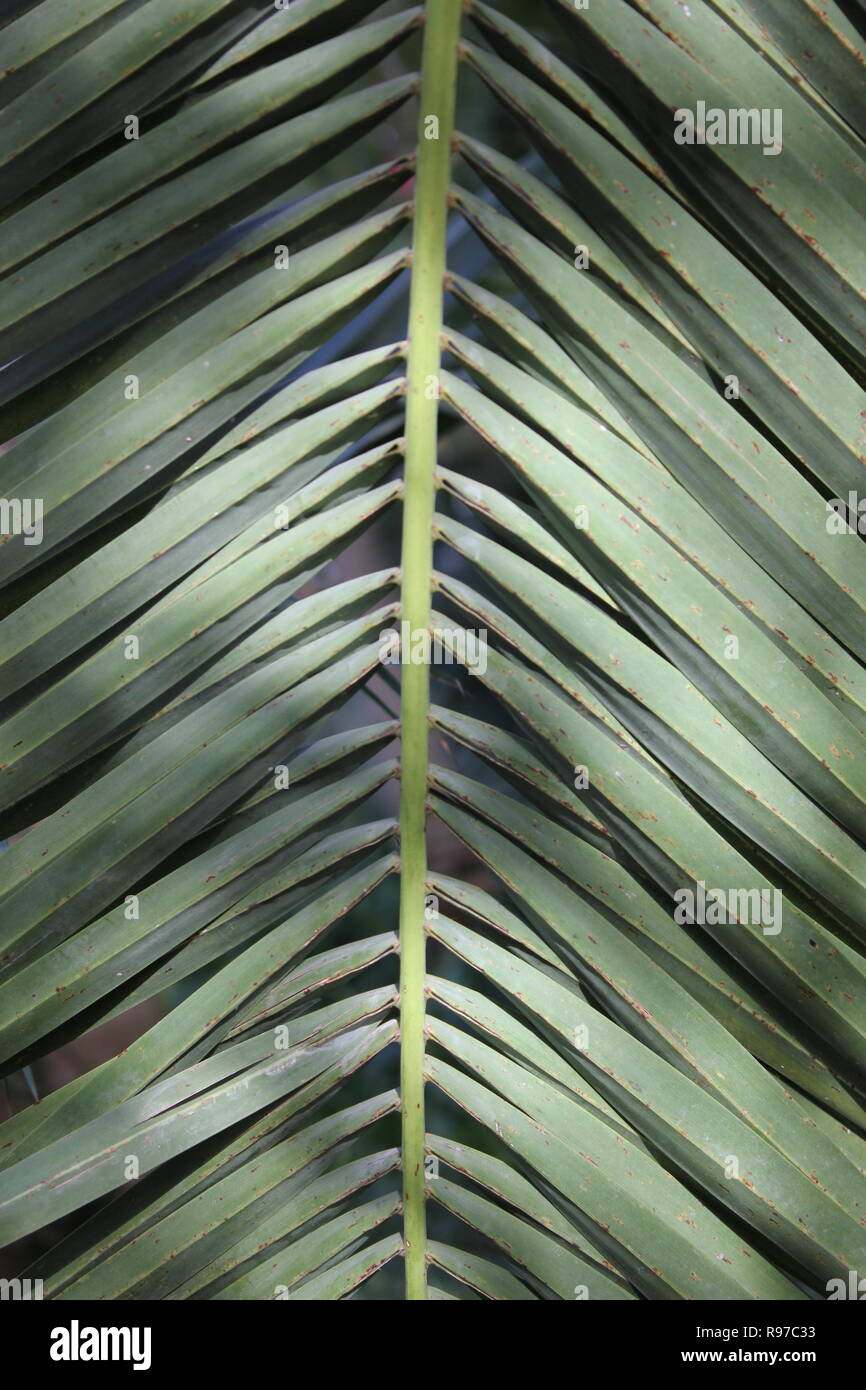 Palmera ornamental hi-res stock photography and images - Alamy