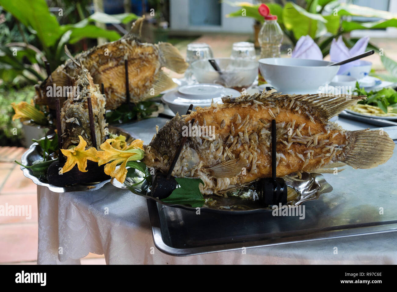 Elephants ear fish hi-res stock photography and images - Alamy