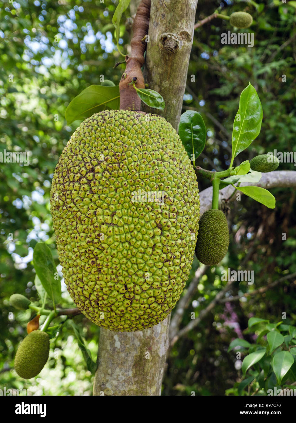 Jack tree hi-res stock photography and images - Alamy