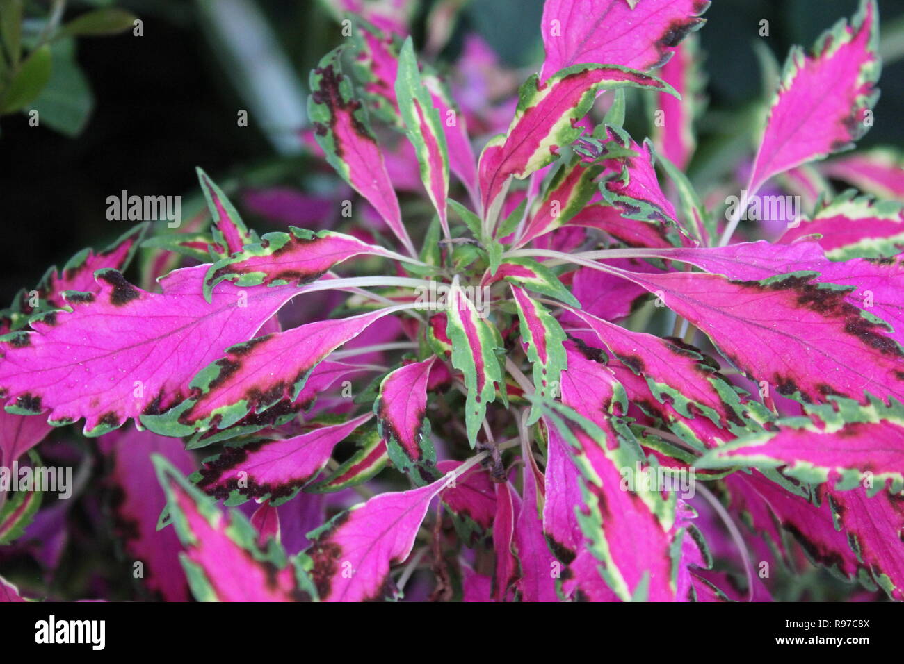 Plectranthus scutellarioides, pink chaos, coleus plants growing in the ...