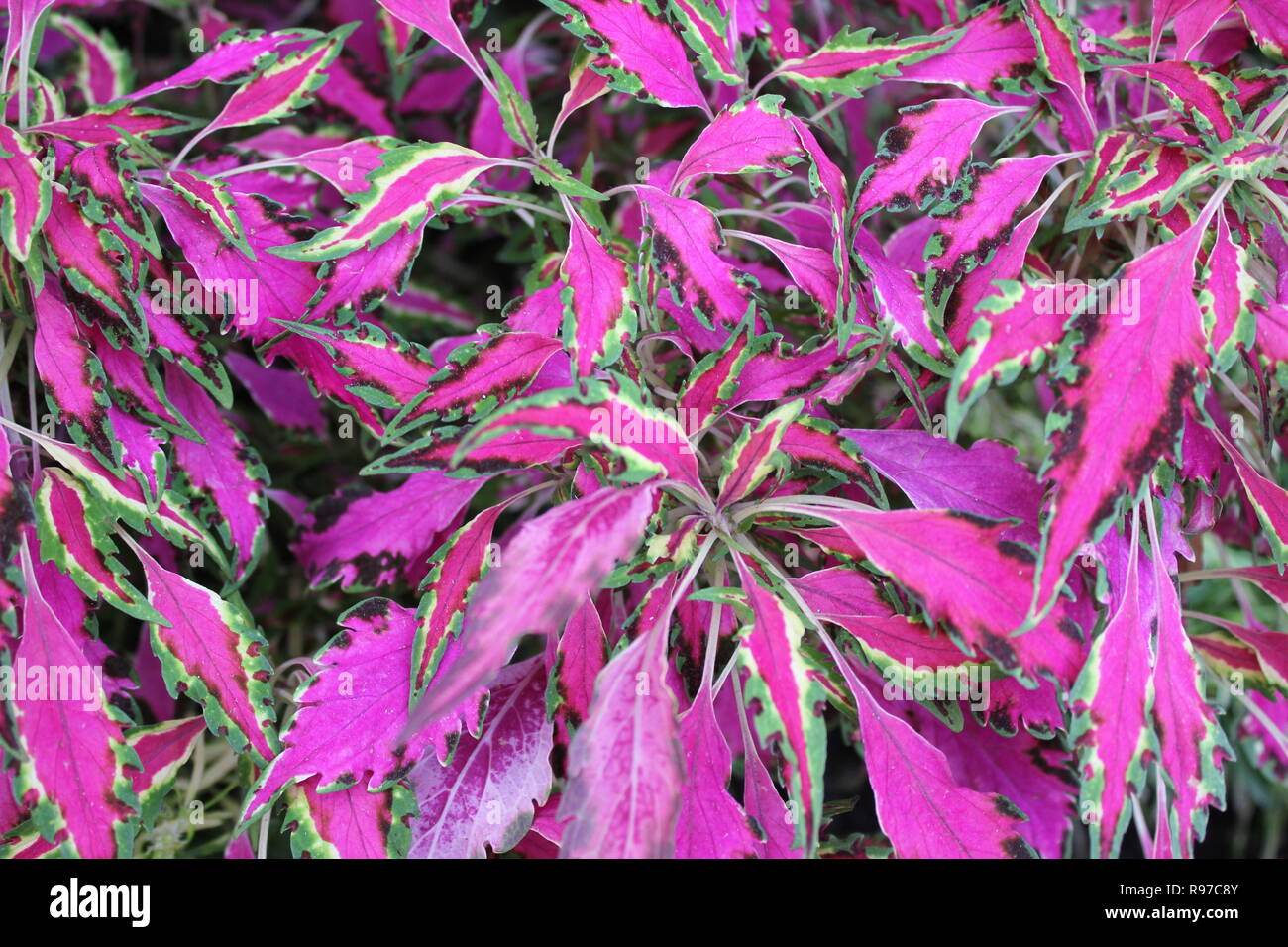 Pink Coleus