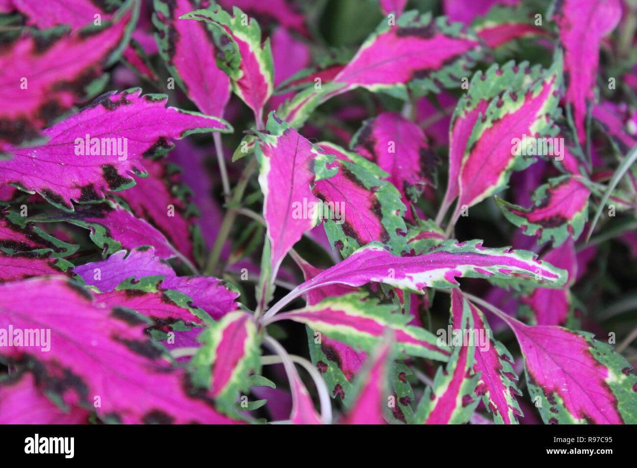 Plectranthus scutellarioides, pink chaos, coleus plants growing in the ...