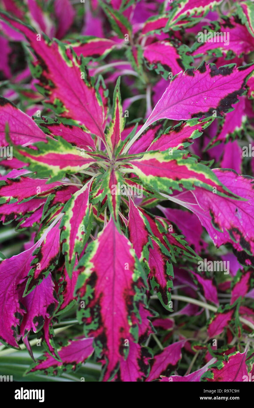 Plectranthus scutellarioides, pink chaos, coleus plants growing in the ...