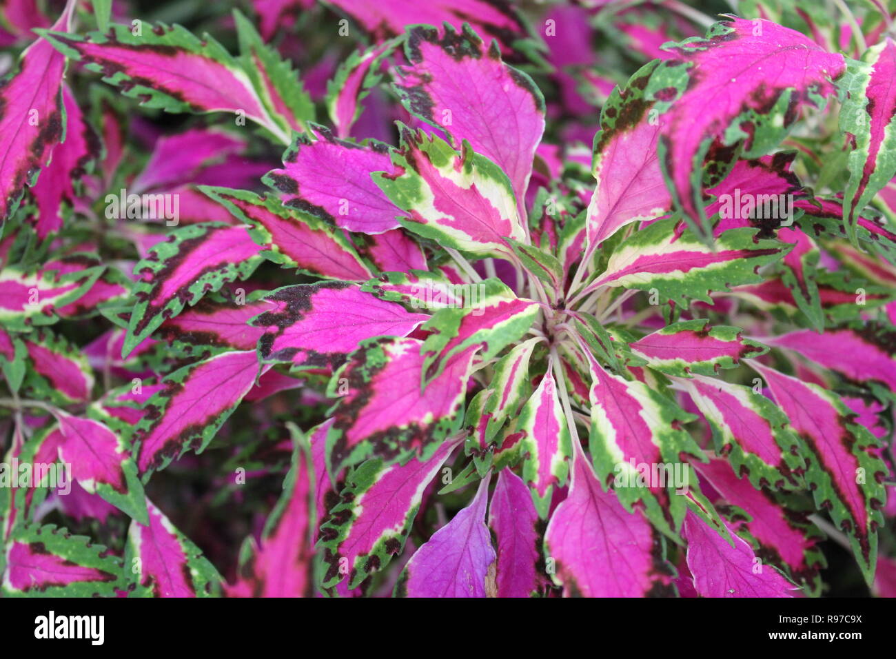 Plectranthus scutellarioides, pink chaos, coleus plants growing in the ...