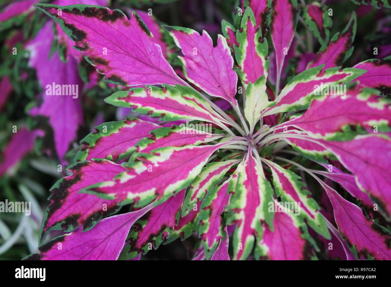 Plectranthus scutellarioides, pink chaos, coleus plants growing in the ...