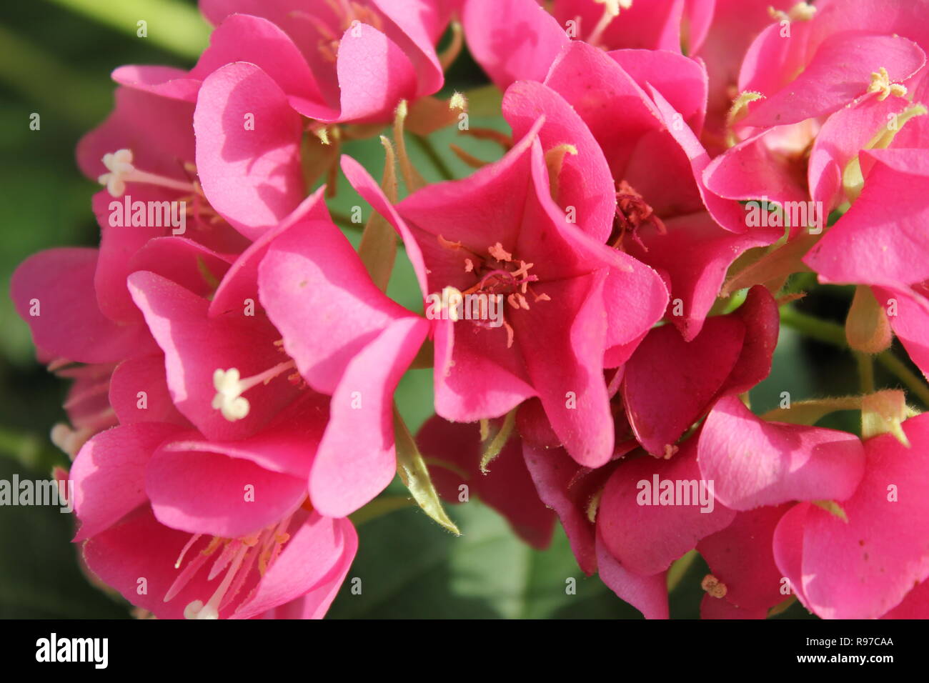 Dombeya Wallichii Stock Photos & Dombeya Wallichii Stock Images - Alamy