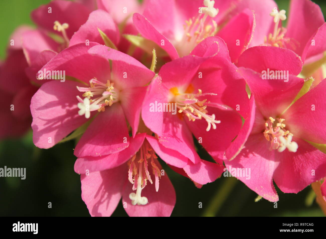 Rare Pink Dombeya, Dombeya calantha, pink flowering plant growing in ...