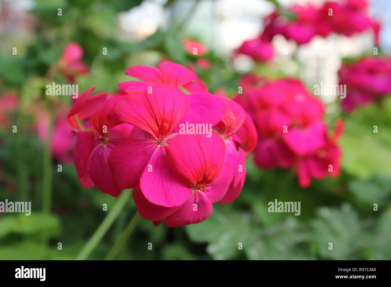 Common storksbill in bloom hi-res stock photography and images - Alamy