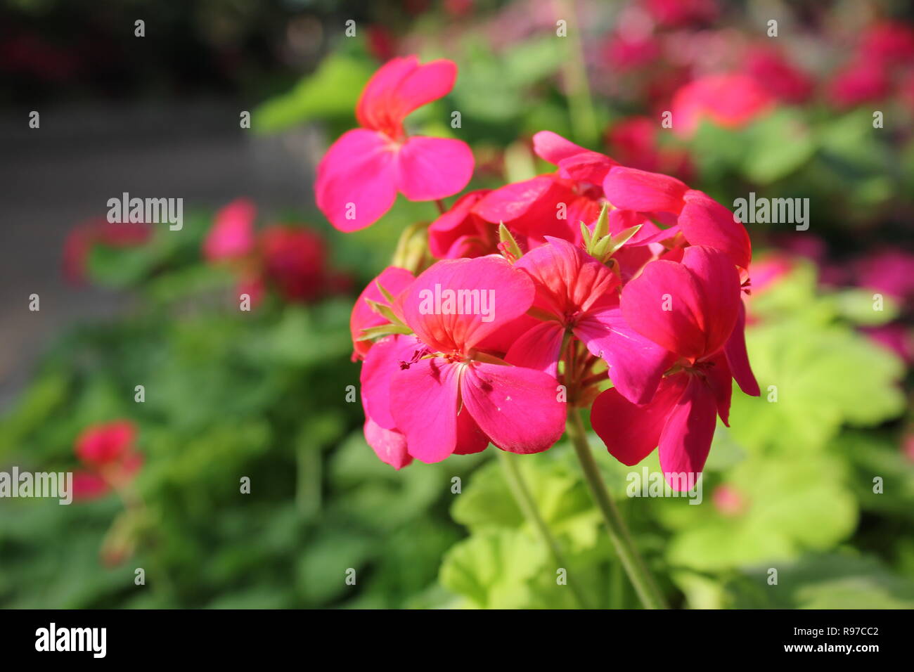 Pelargonium, scented geranium, pelargonium, or storksbill beautiful ...