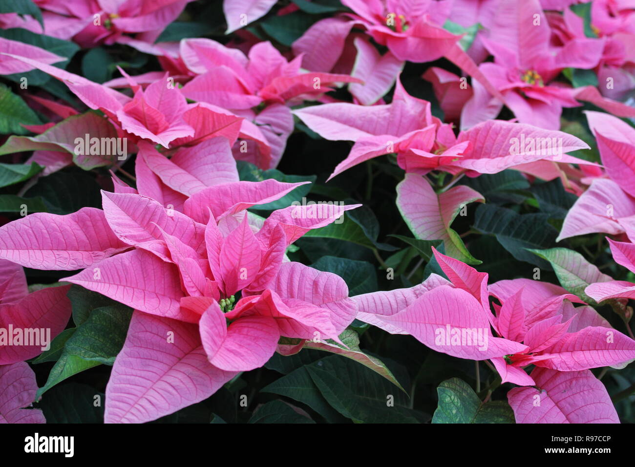 Pink Poinsettia, Euphorbia pulcherrima, Christmas Star, Flor de ...