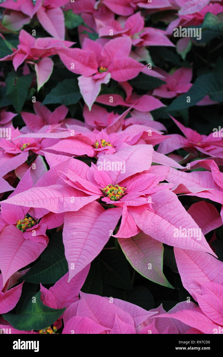 Nochebuena flor hi-res stock photography and images - Alamy